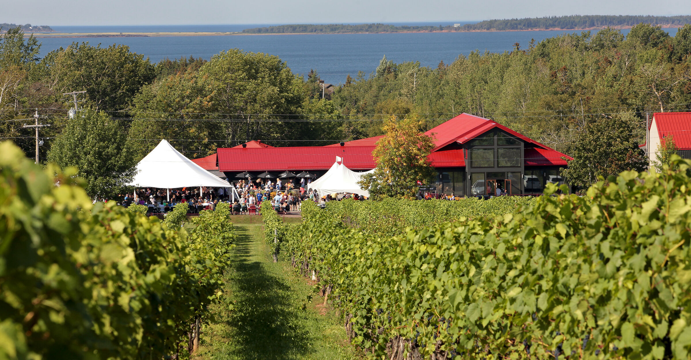 Explore our vineyards
